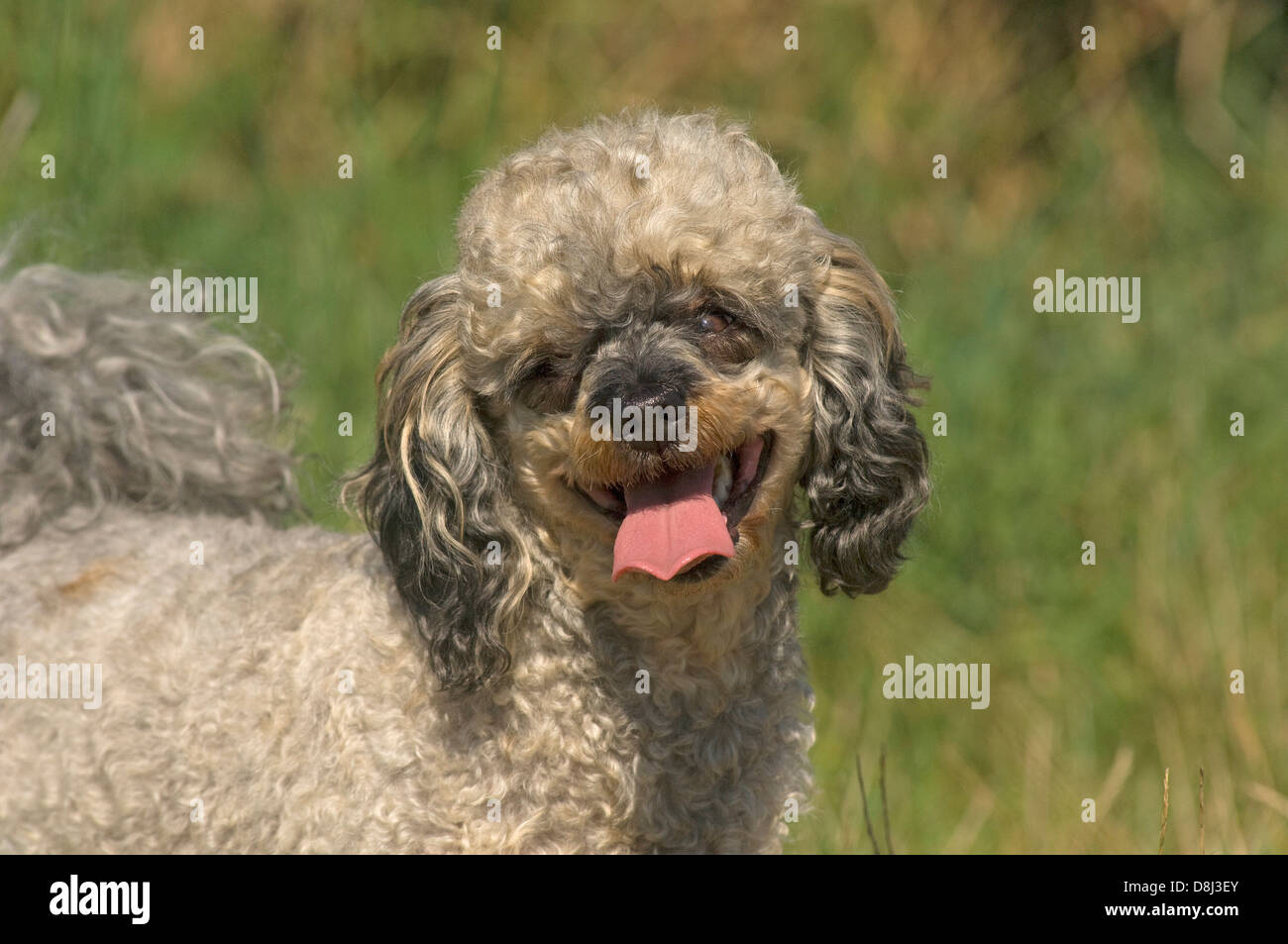 Miniature Poodle Portrait Stock Photo - Alamy