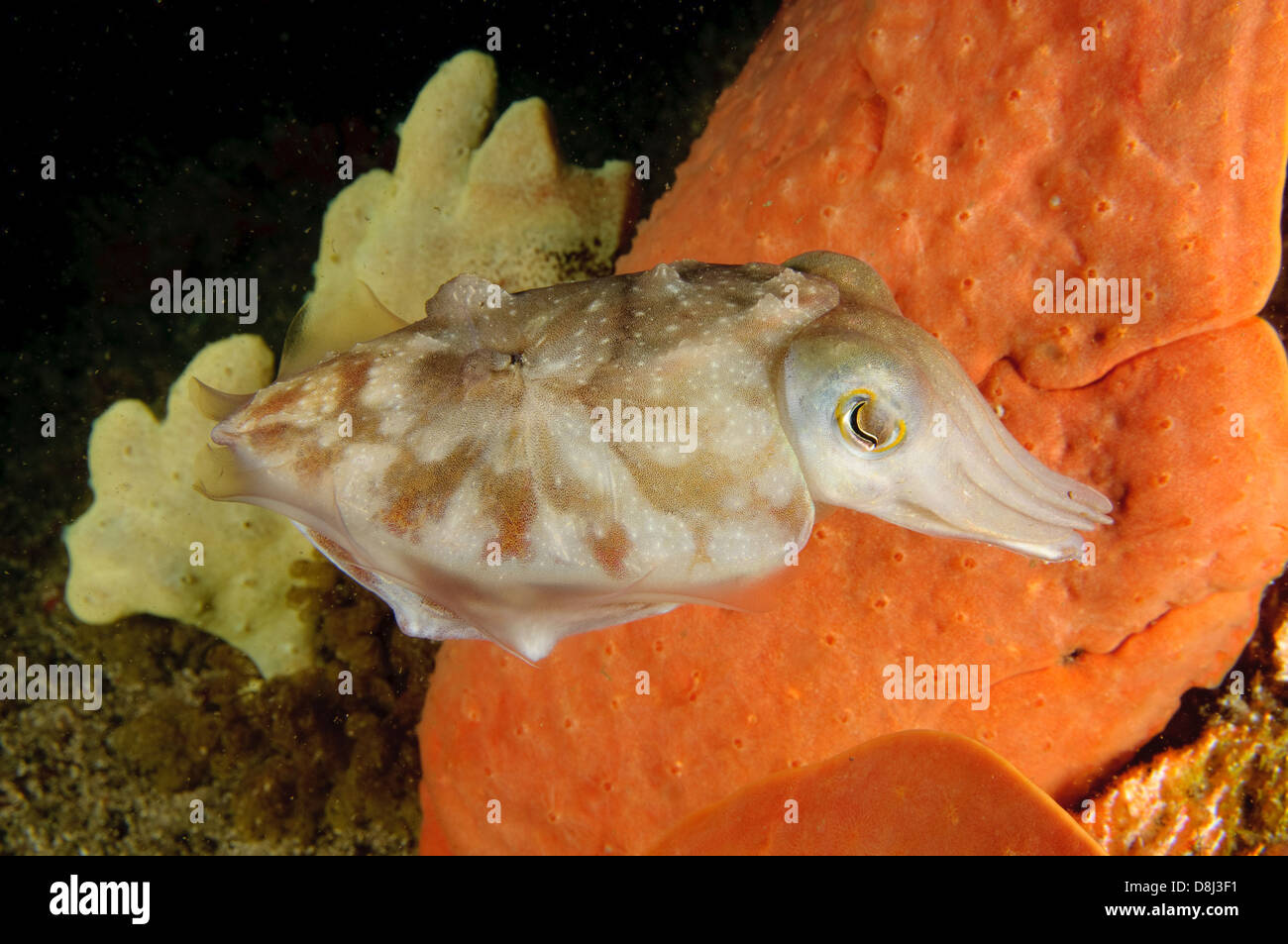 Reaper cuttlefish, Sepia mestus, at The Leap, Kurnell, New South Wales ...