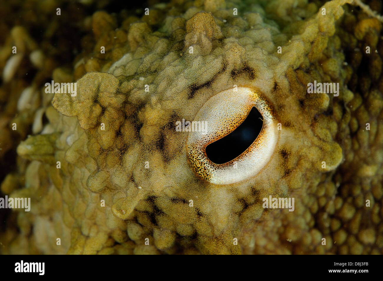 Eye of a common Sydney octopus, Octopus tetricus, at Shiprock, Port ...