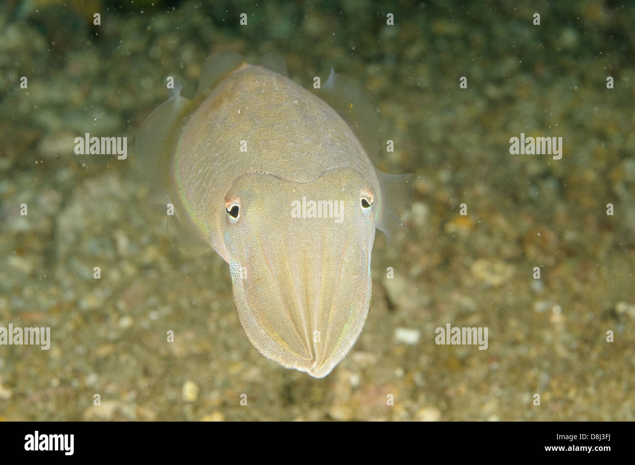 Mourning cuttlefish, Sepia plangon, at Shiprock, Port Hacking, New ...