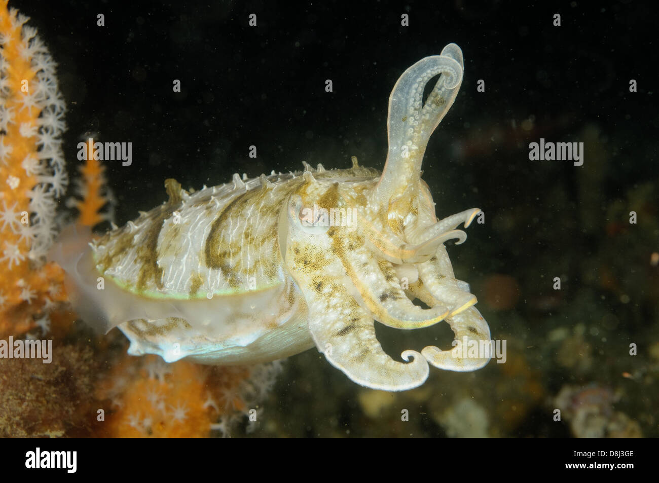 Mourning cuttlefish, Sepia plangon, at Shiprock, Port Hacking, New ...