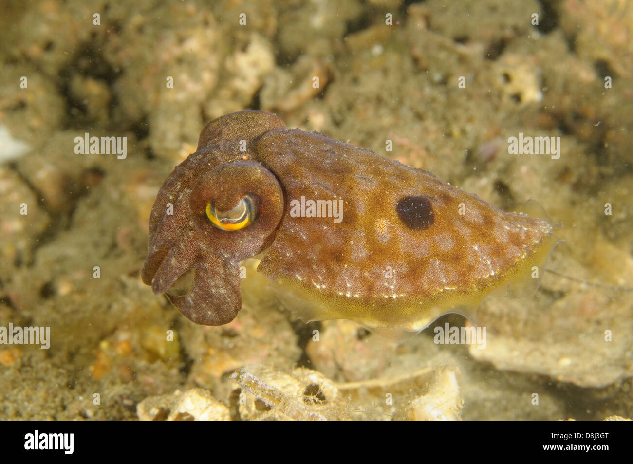 Reaper cuttlefish hi-res stock photography and images - Alamy
