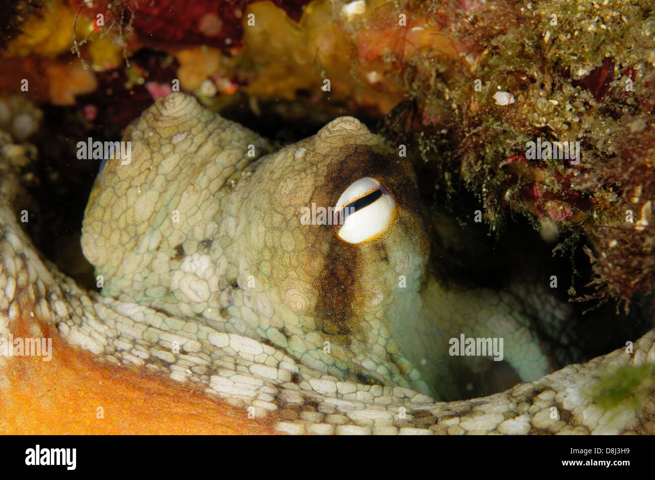 Common Sydney octopus, Octopus tetricus, at Bare Island, La Perouse ...