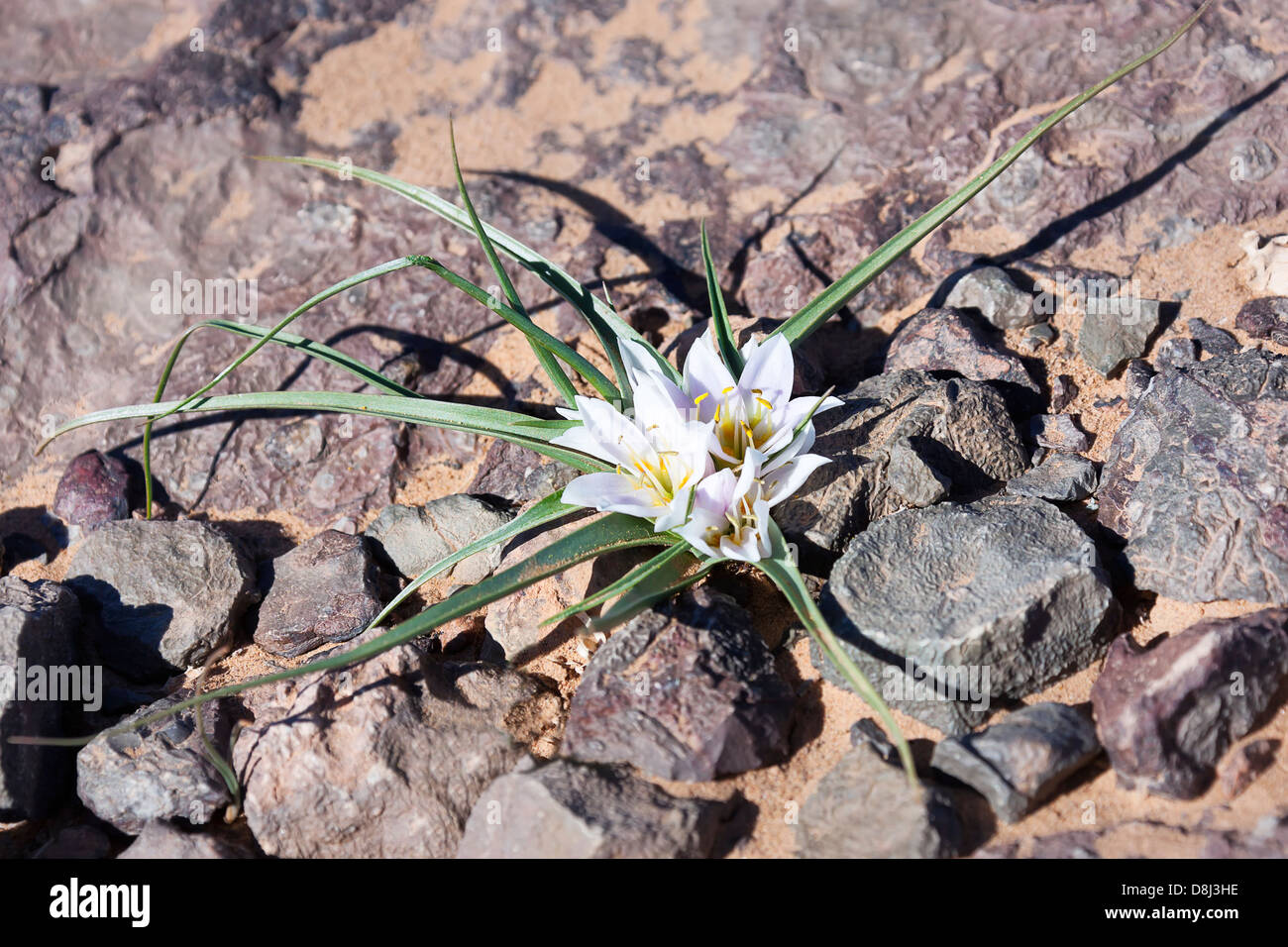 White desert lily hi-res stock photography and images - Alamy