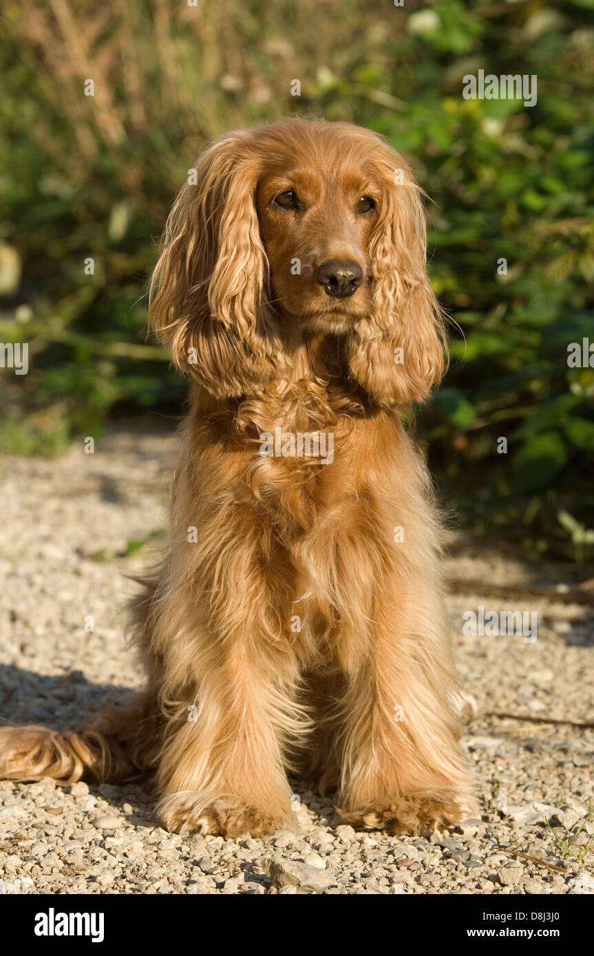 sitting English Cocker Spaniel Stock Photo - Alamy