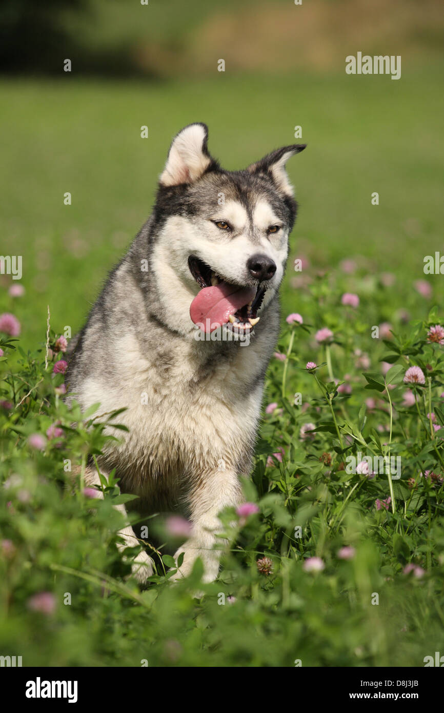 running Alaskan Malamute Stock Photo - Alamy