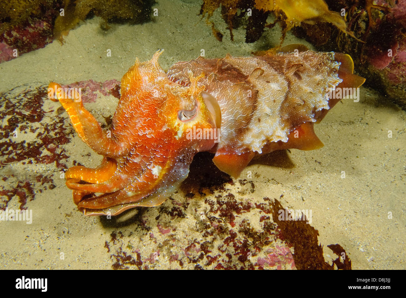 Giant cuttlefish sepia apama hi-res stock photography and images - Alamy