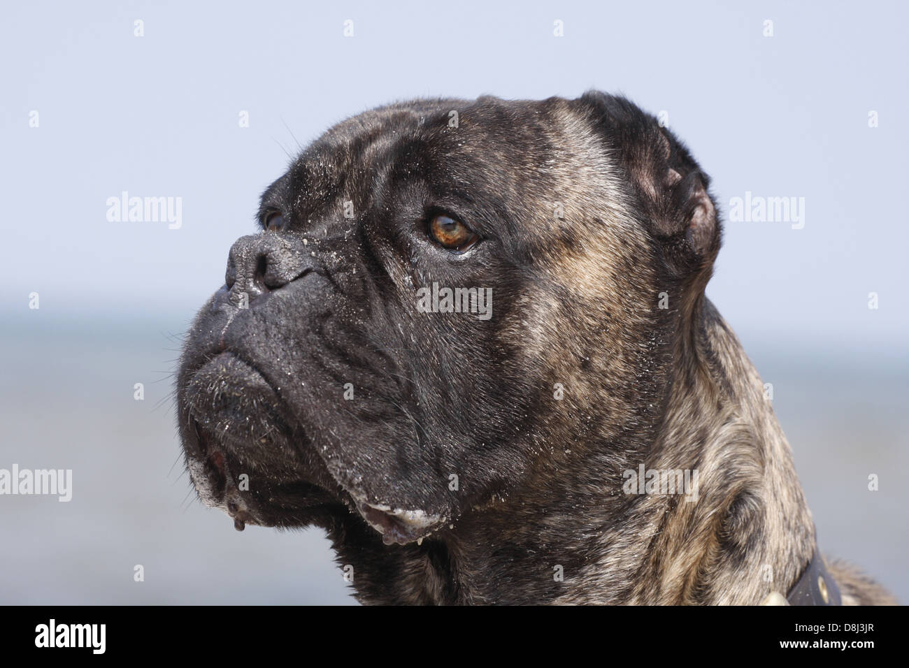 Cane Corso Portrait Stock Photo - Alamy