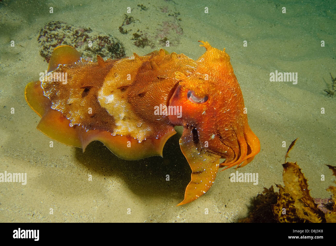 Giant cuttlefish sepia apama hi-res stock photography and images - Alamy