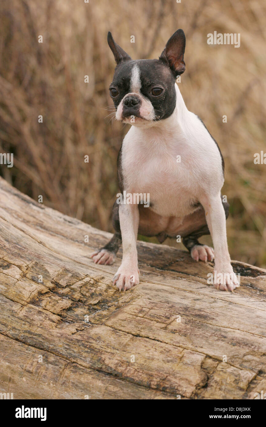 sitting Boston Terrier Stock Photo - Alamy