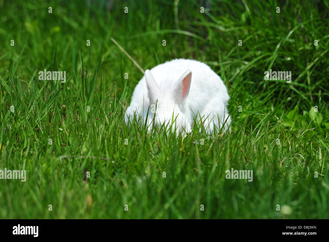 White rabbit eating grass Stock Photo - Alamy