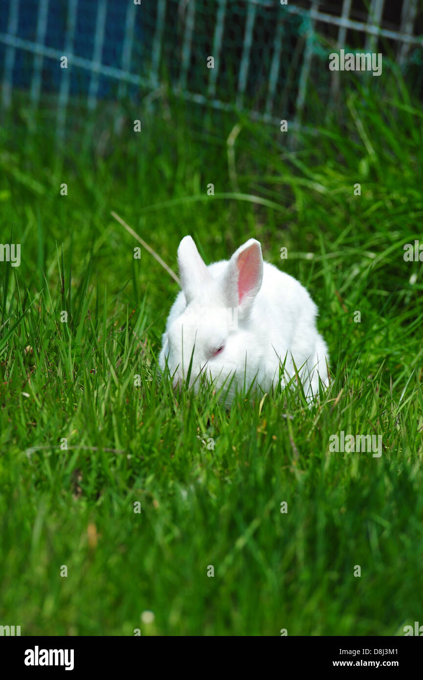 White rabbit eating grass Stock Photo - Alamy