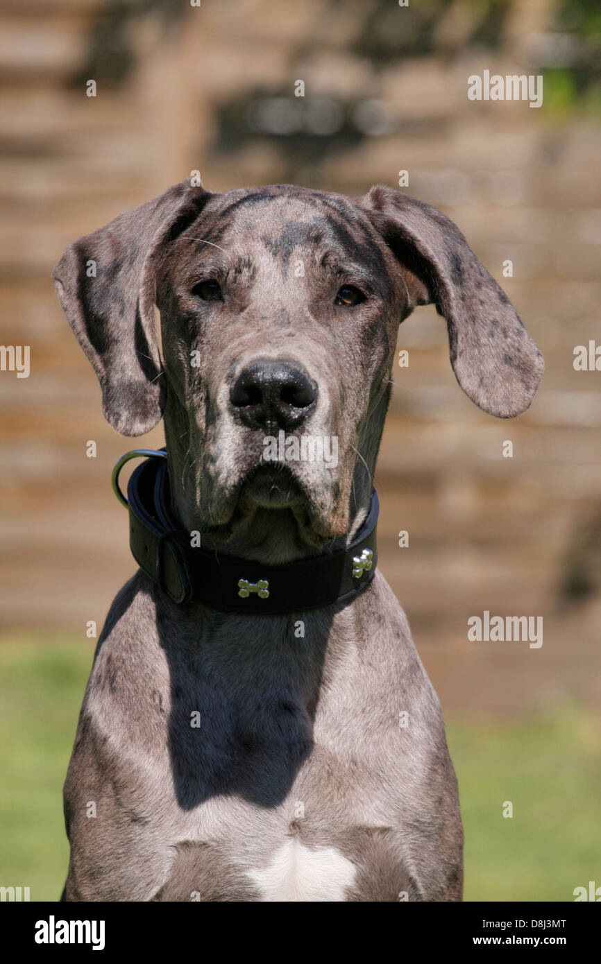 Great Dane Portrait Stock Photo - Alamy