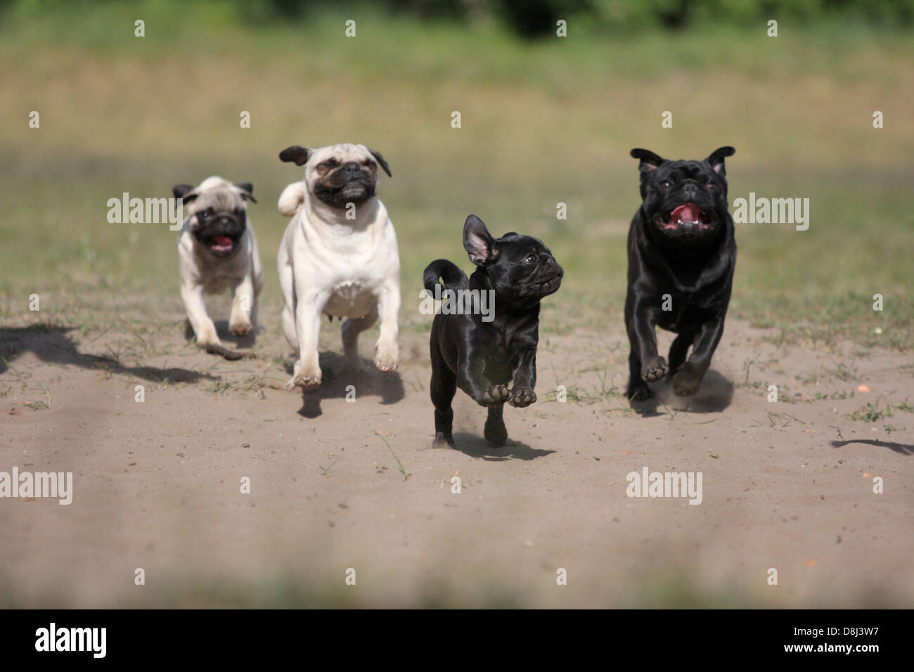 Pugs group hi-res stock photography and images - Alamy