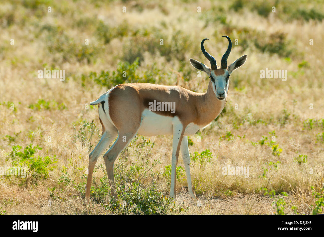 Male Springbok in Etosha National Park, Namibia Stock Photo - Alamy