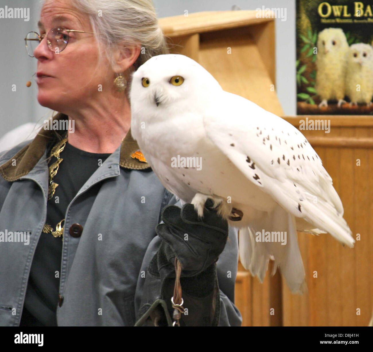 A female person gently holds a snowy owl (Bubo scandiacus), a majestic ...