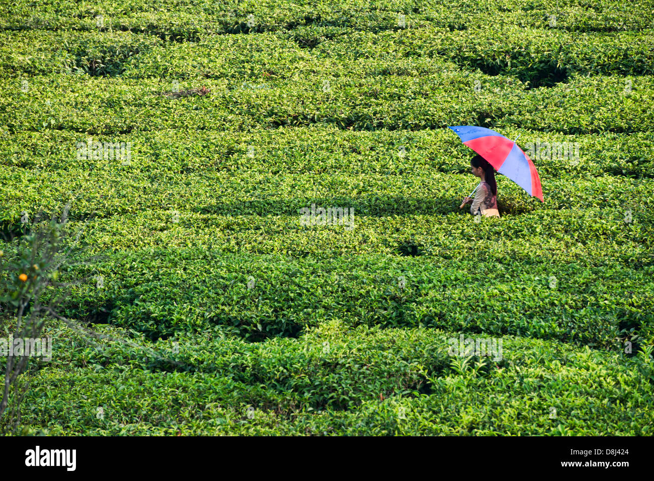 The beautiful tea plantations of Munnar, a hill station in Kerala ...
