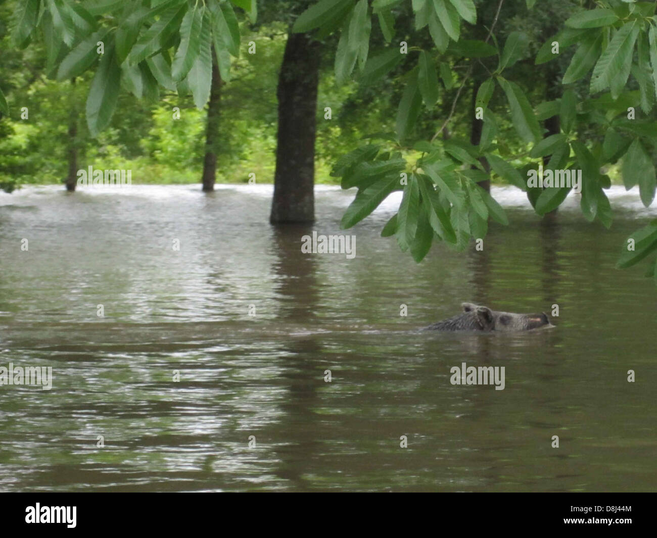 A feral hog swimming through a body of water, demonstrating the animal ...