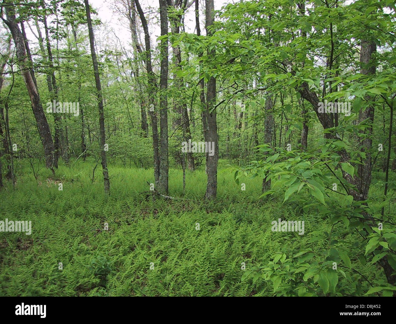 Lush green ferns grow around the base of trees in a forest, adding to ...