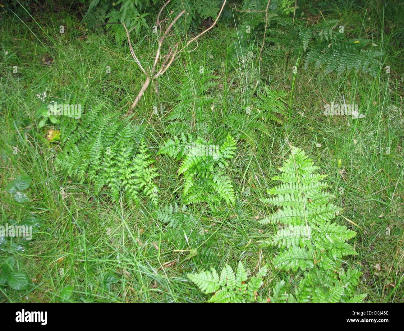 A close-up of the Athyrium filix-femina, commonly known as the lady ...