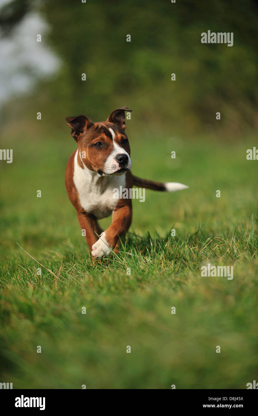 young American Staffordshire Terrier Stock Photo - Alamy