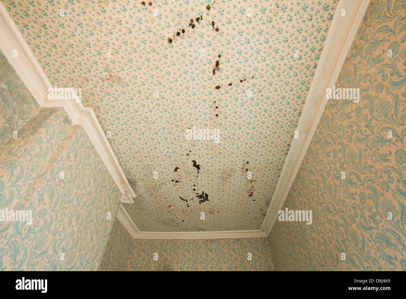 Damp house hi-res stock photography and images - Alamy