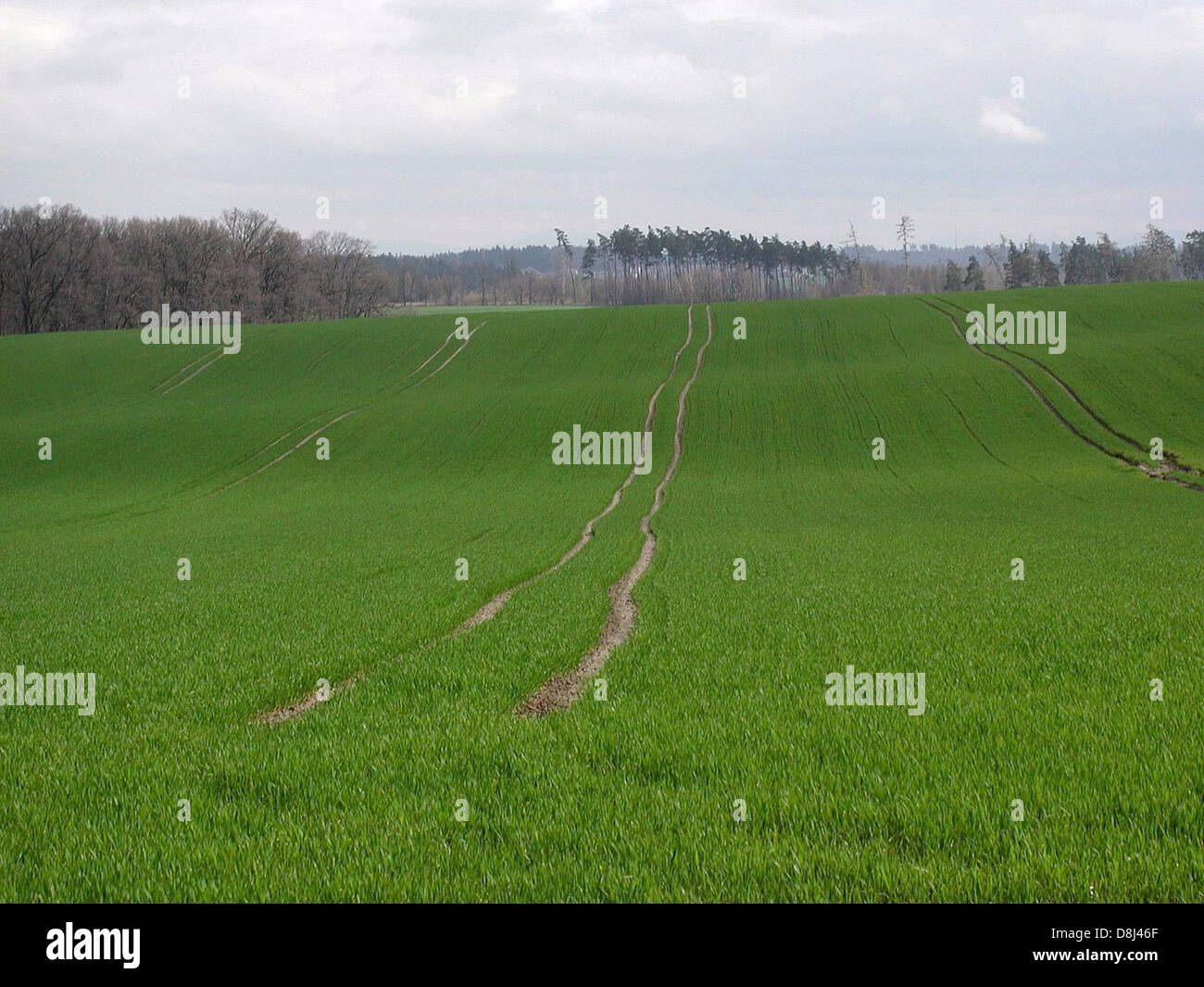 A close-up view of a field, with grasses and plants growing naturally ...