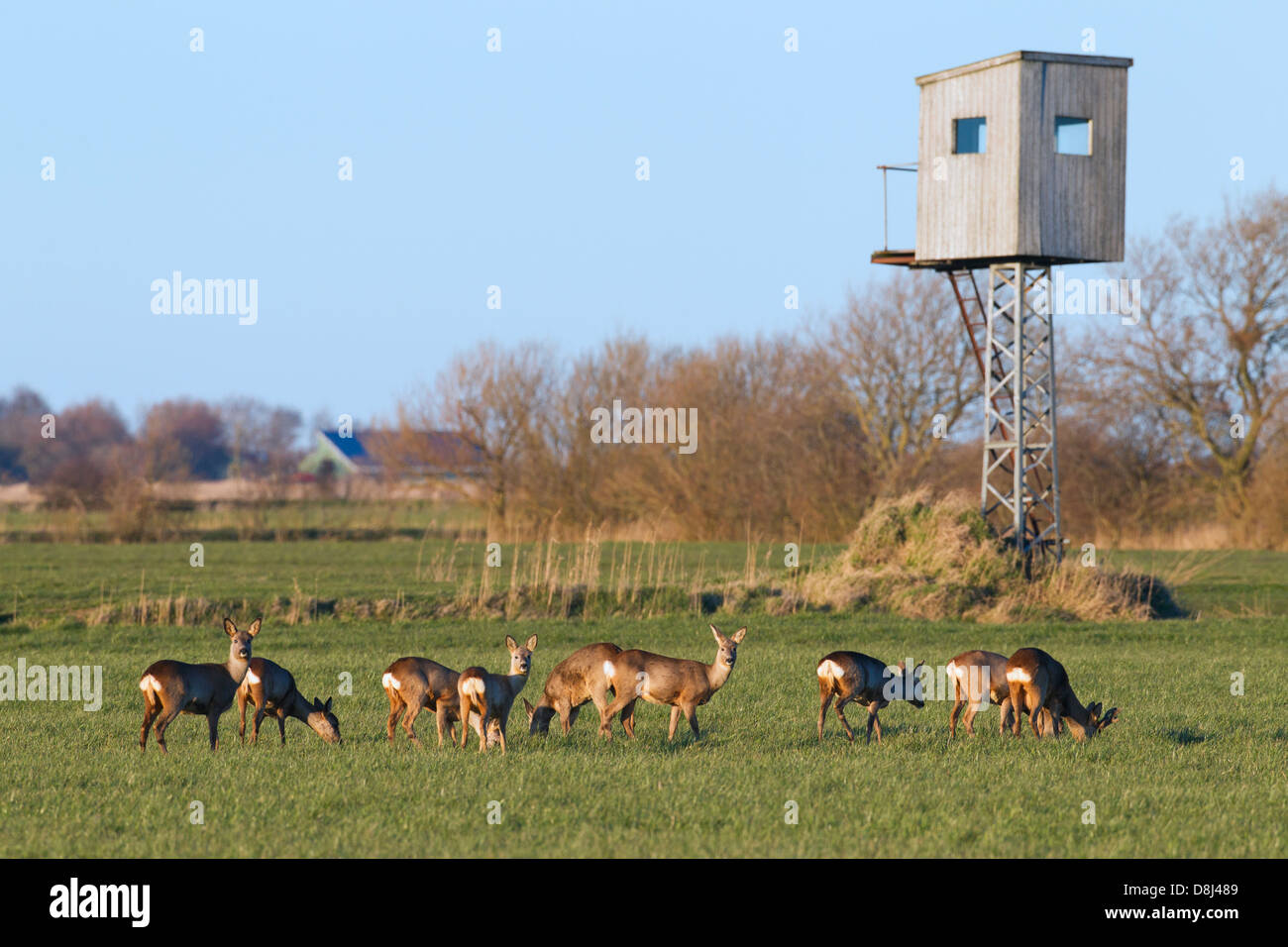 Roe deer (Capreolus capreolus) in front of raised stand for hunting in ...