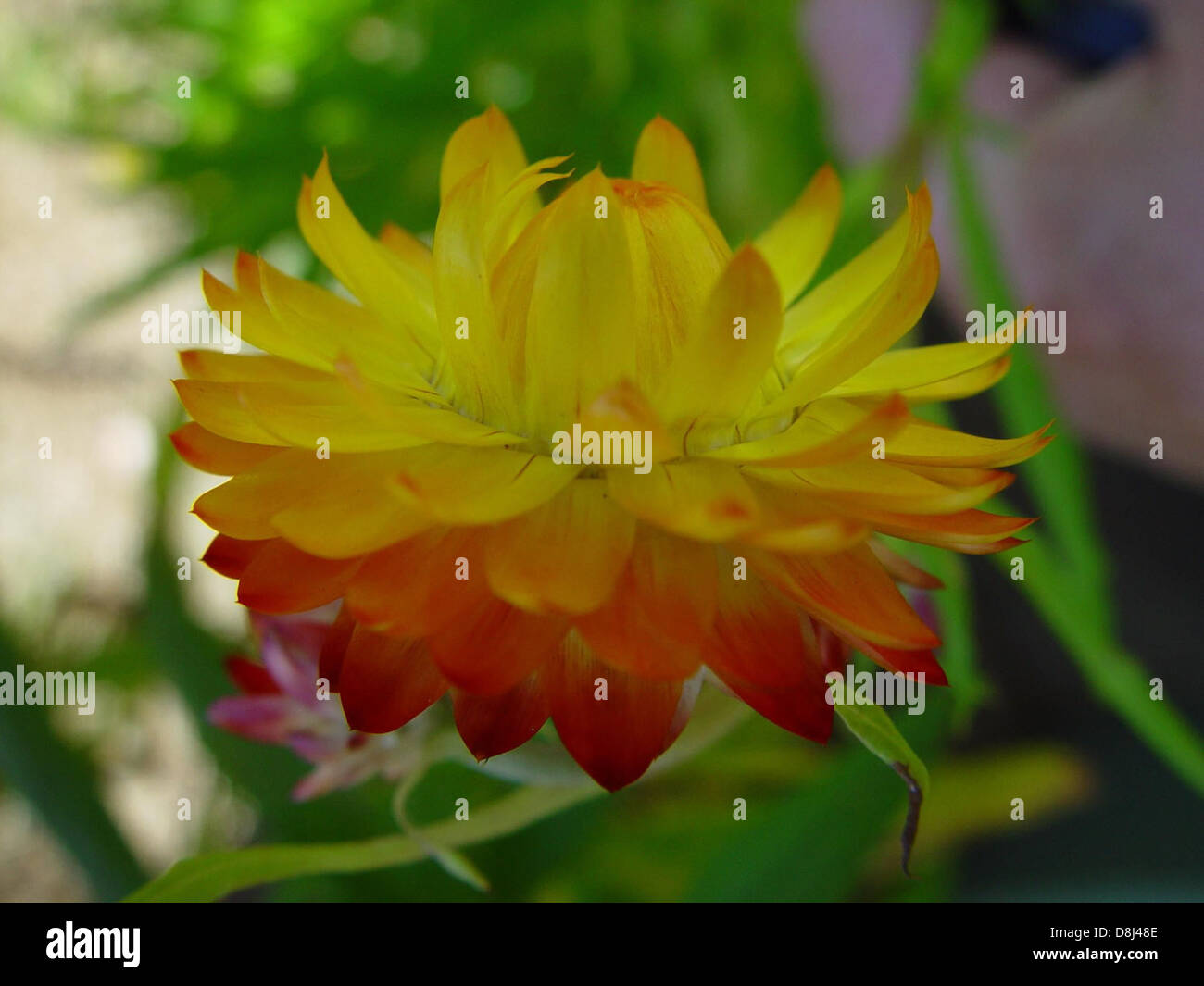 The Fiery Paper Daisy, known for its vibrant red and orange petals, is ...