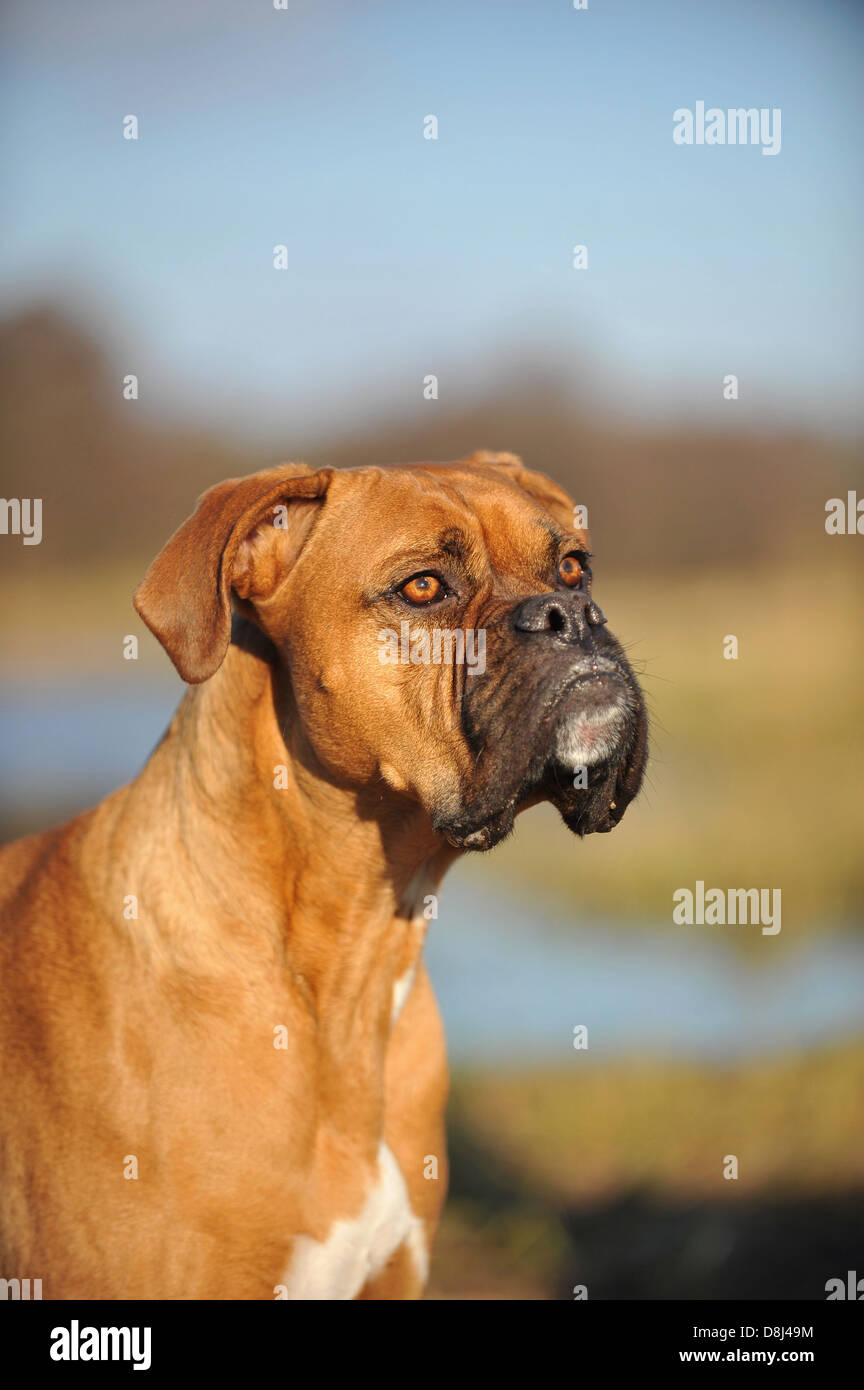 German Boxer Portrait Stock Photo - Alamy