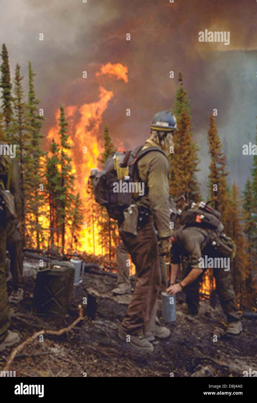 Firefighters work together to control a forest fire, using hoses and ...