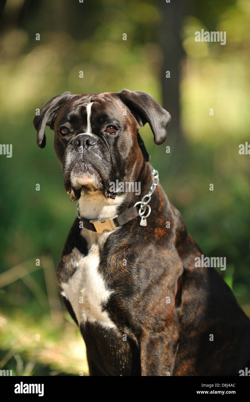 German Boxer Portrait Stock Photo - Alamy
