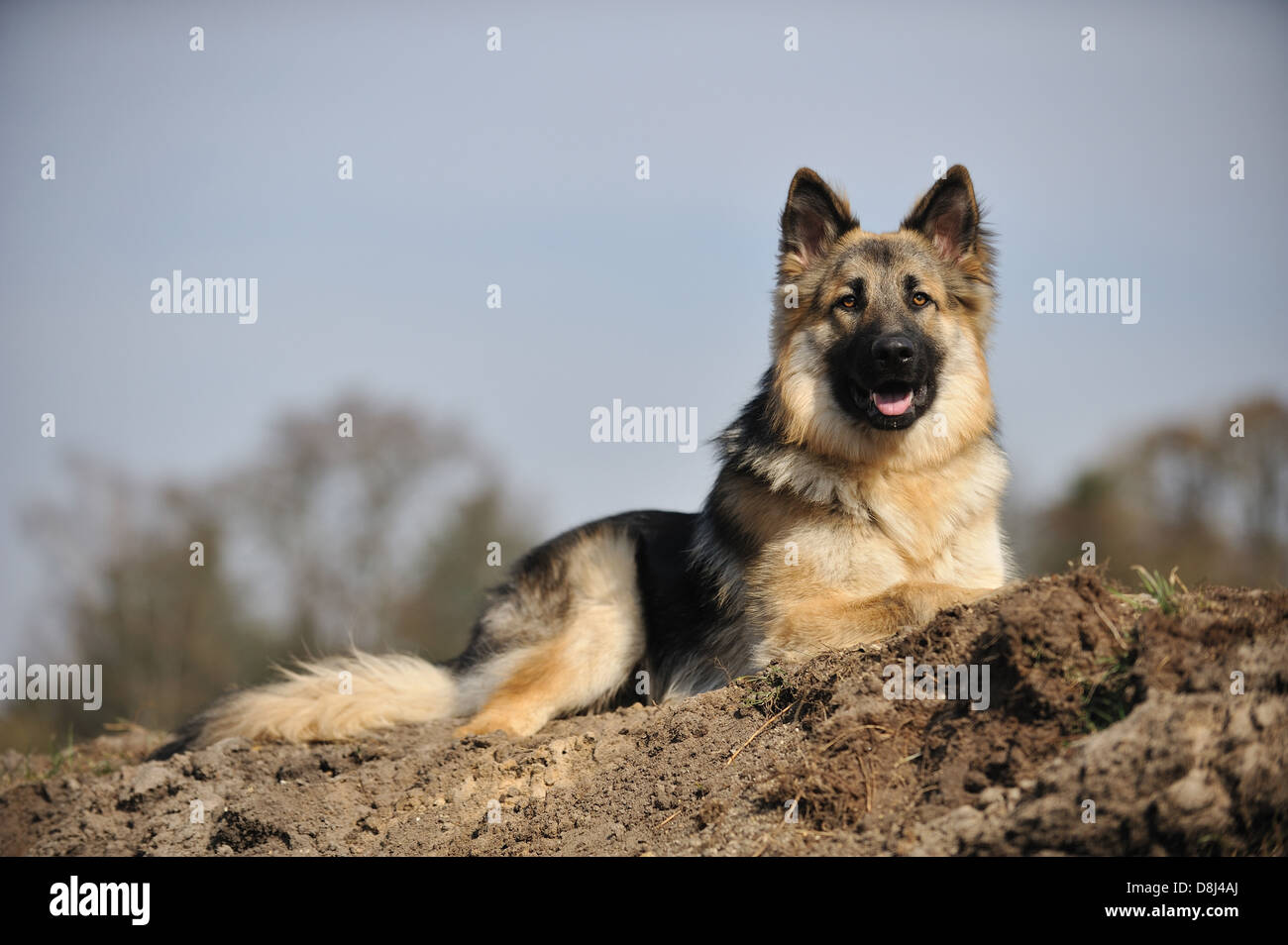 Old German Shepherd Stock Photo - Alamy