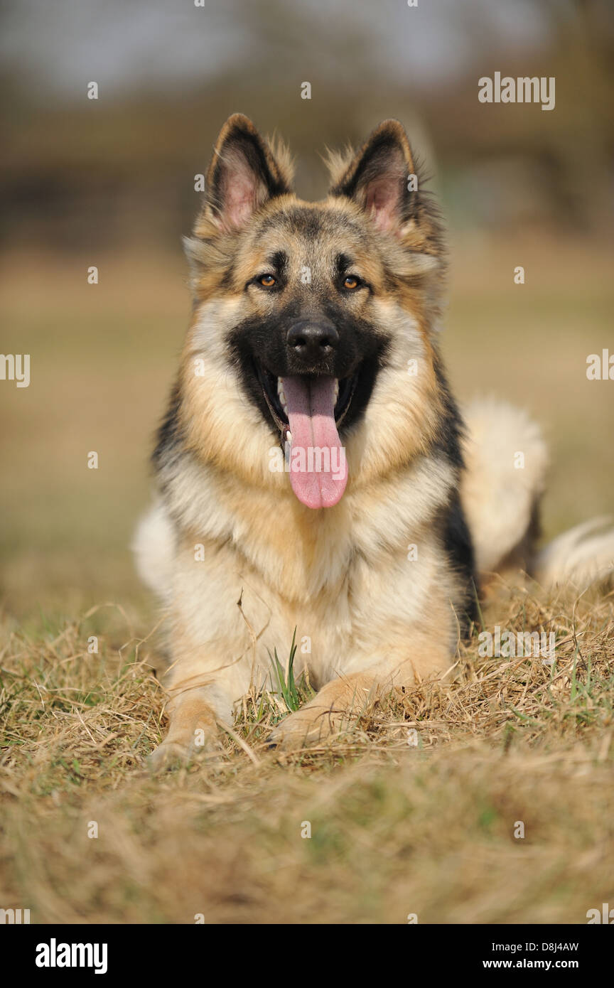 Old German Shepherd Stock Photo - Alamy