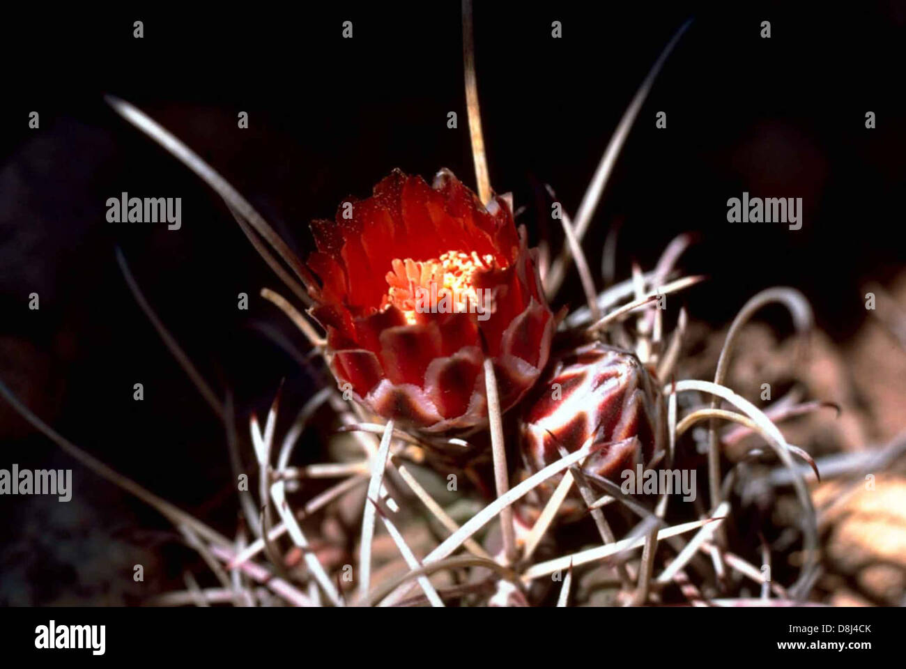This image shows a close-up view of a fishhook cactus, highlighting its ...