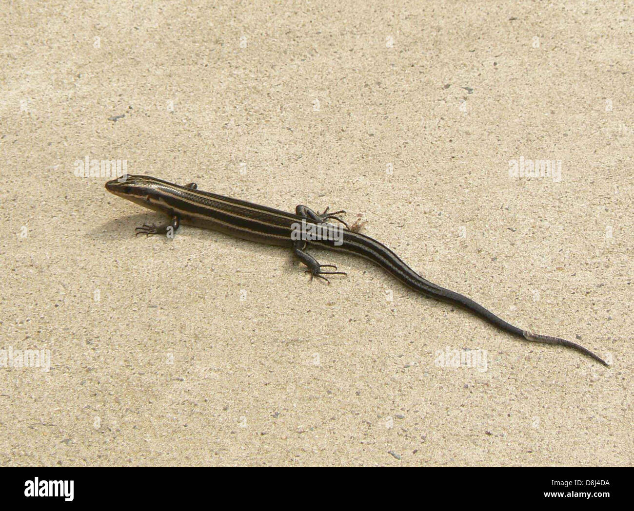 A close-up of a Five-lined skink (Eumeces fasciatus), showing its ...