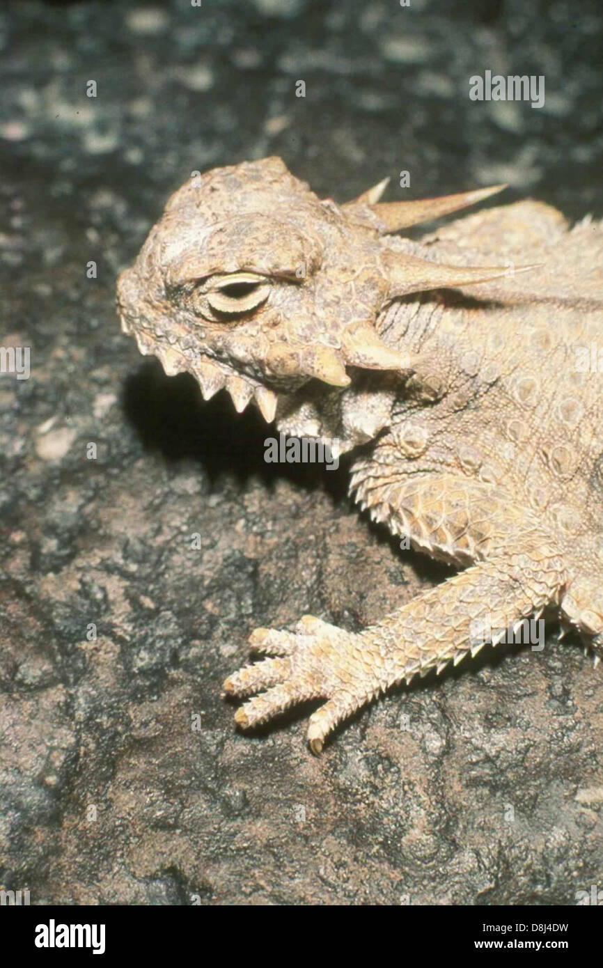 Horned lizard behavior hi-res stock photography and images - Alamy