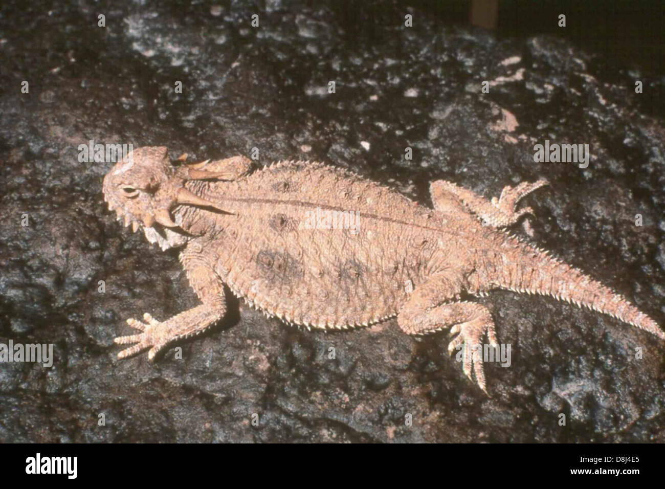 A flat-tailed horned lizard basking on a rock in the sun. The lizard’s ...