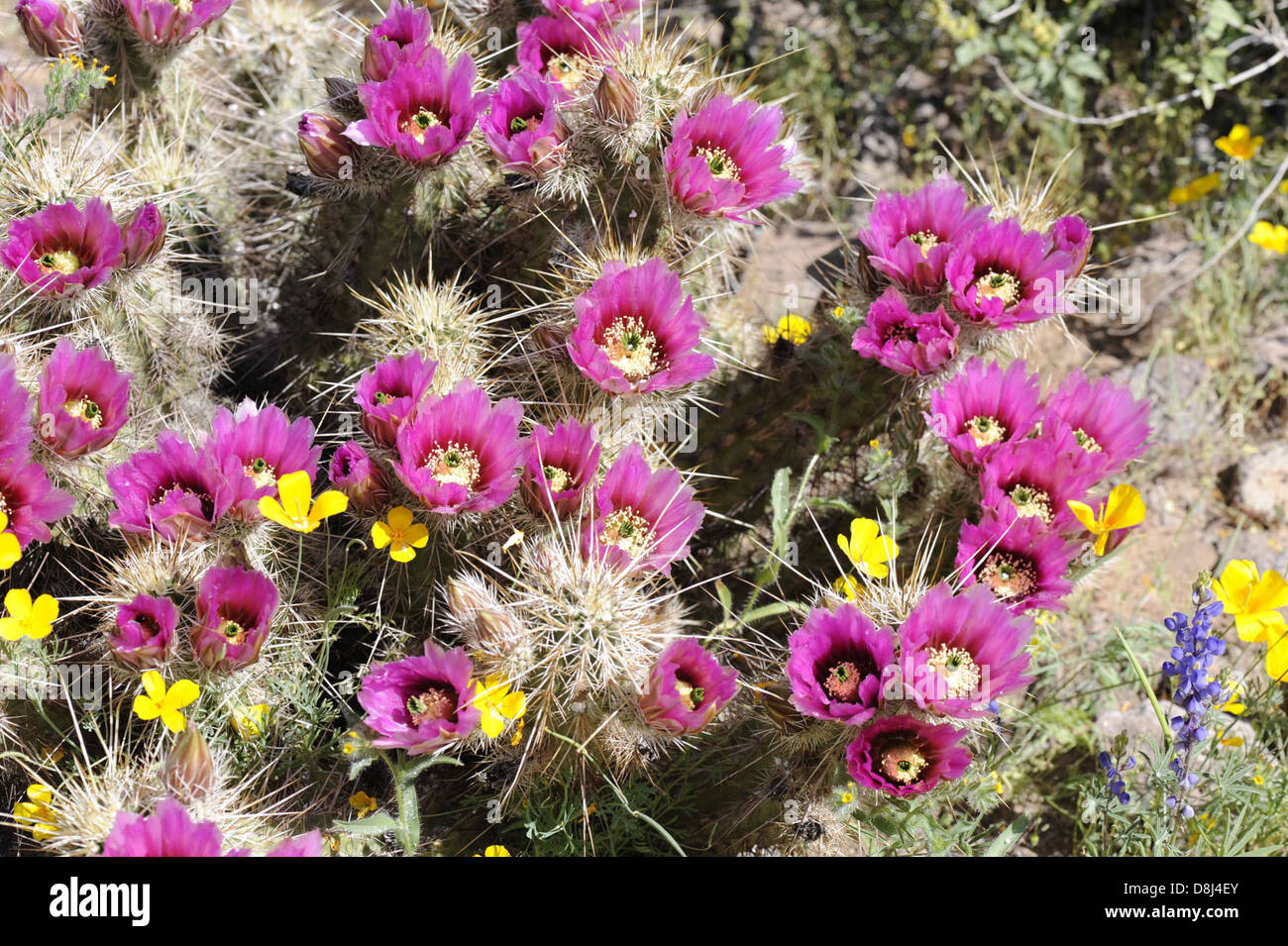 Flowering barrel cacti surrounded by other wildflowers in a desert ...