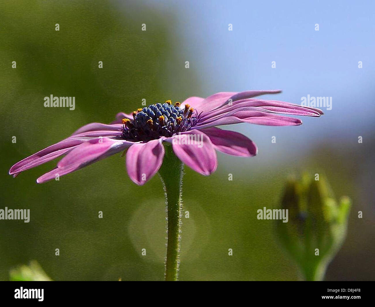 Flowers daisies daisy petals Stock Photo - Alamy