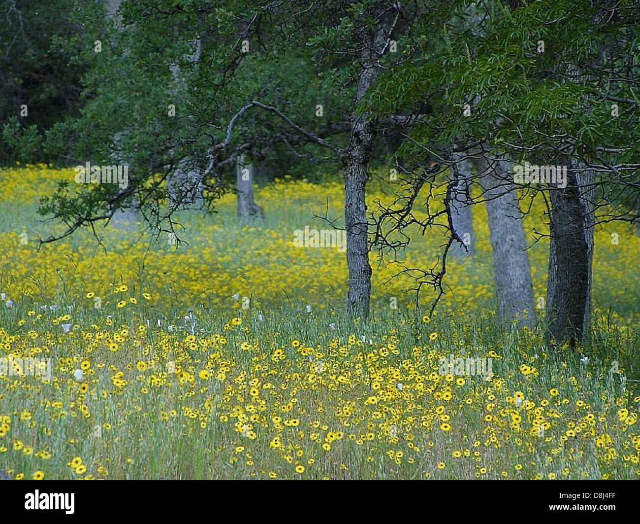 A scenic view of a landscape featuring a mix of flowers, fields ...