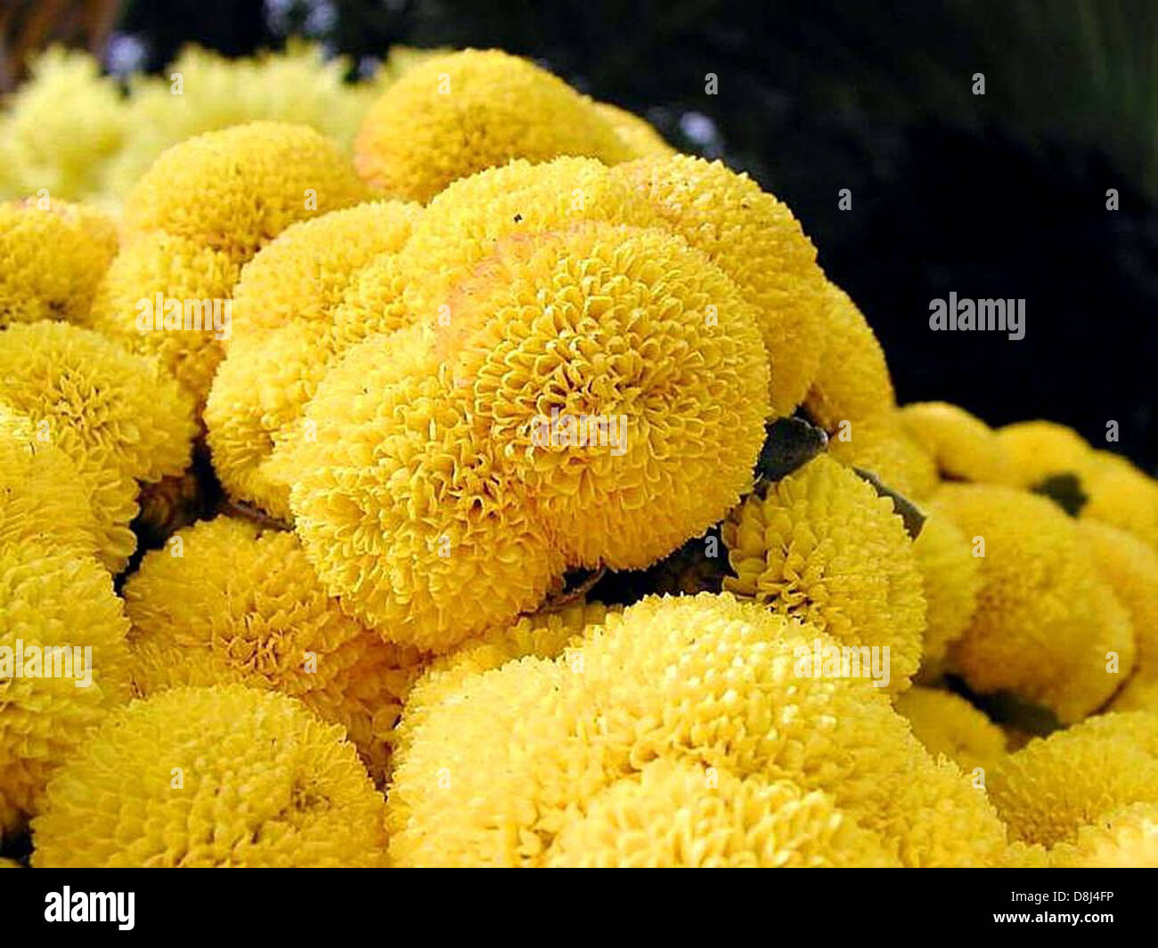 This image features a group of yellow chrysanthemums (mums), known for ...