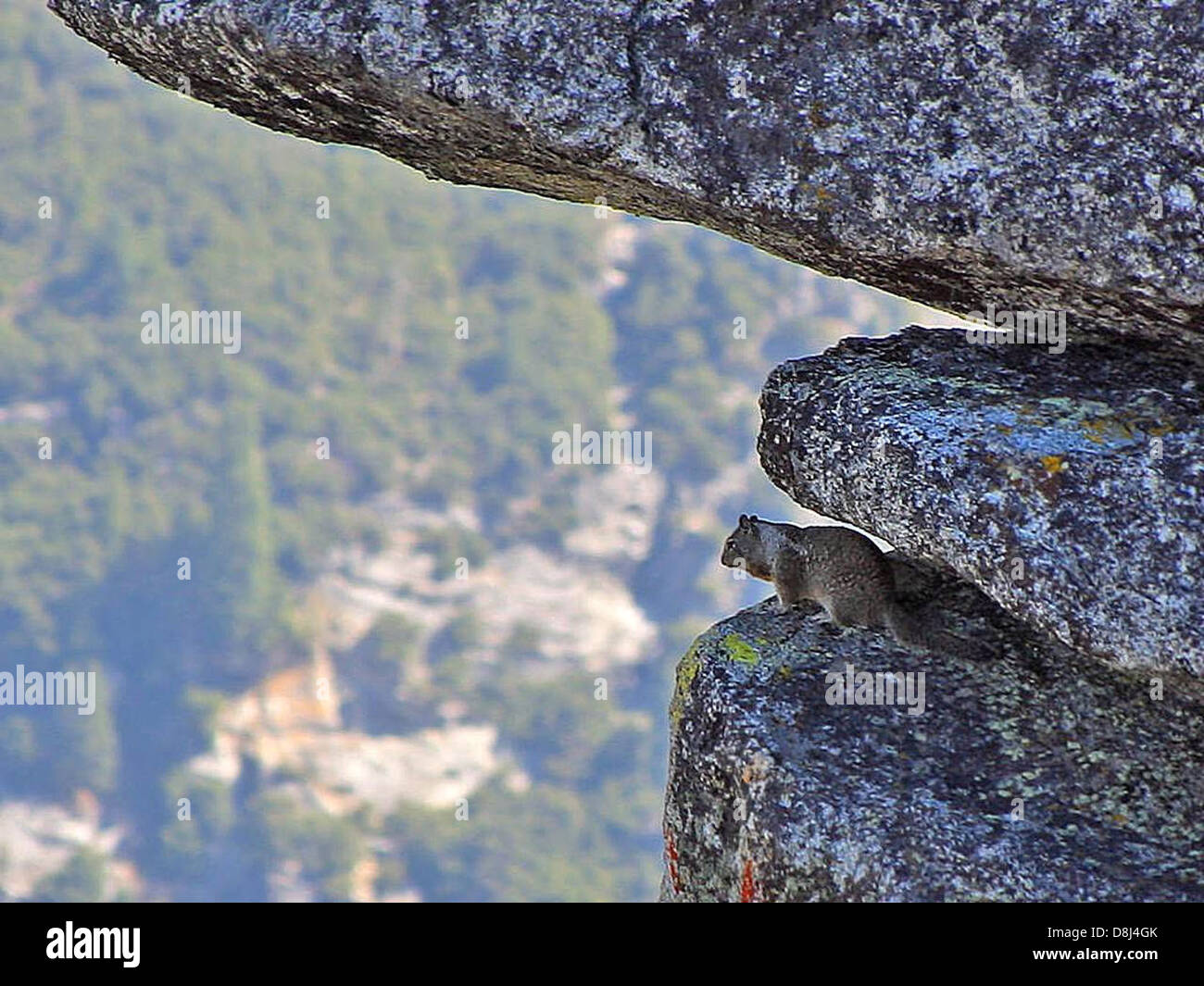 Flying squirrels glide through the air in Yosemite National Park, taking advantage of the park's ...