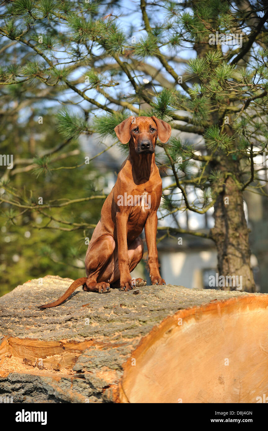 sitting Rhodesian Ridgeback Stock Photo - Alamy