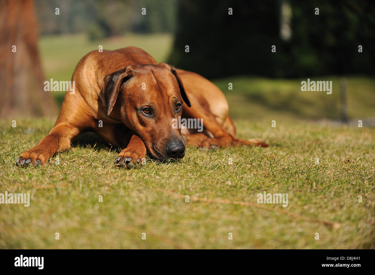 lying Rhodesian Ridgeback Stock Photo - Alamy
