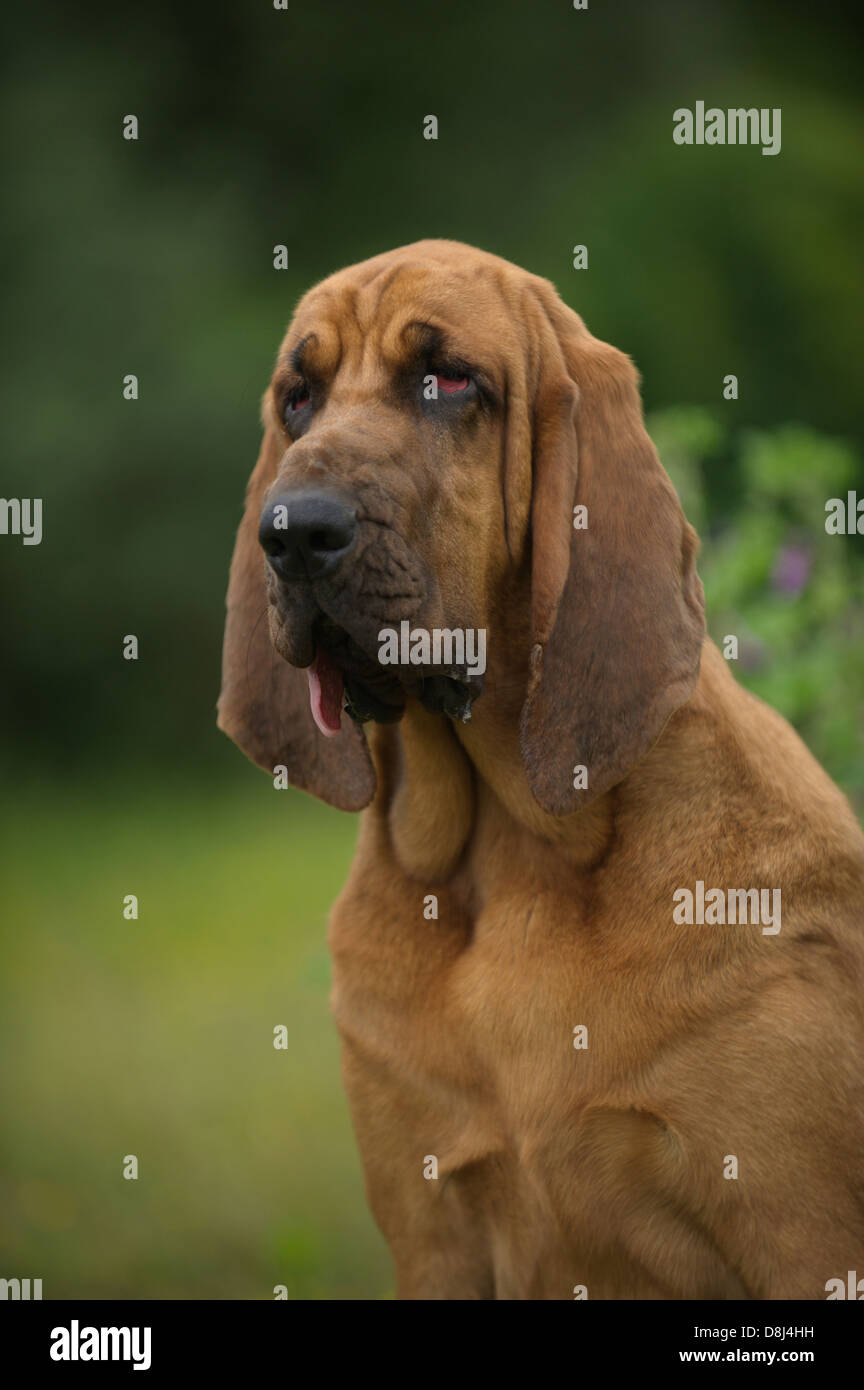 Portrait bloodhound dog hi-res stock photography and images - Alamy