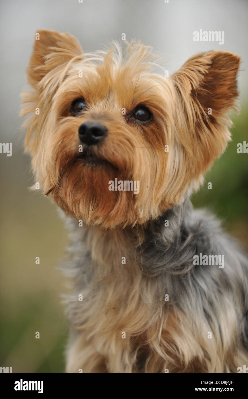 Yorkshire Terrier Portrait Stock Photo - Alamy