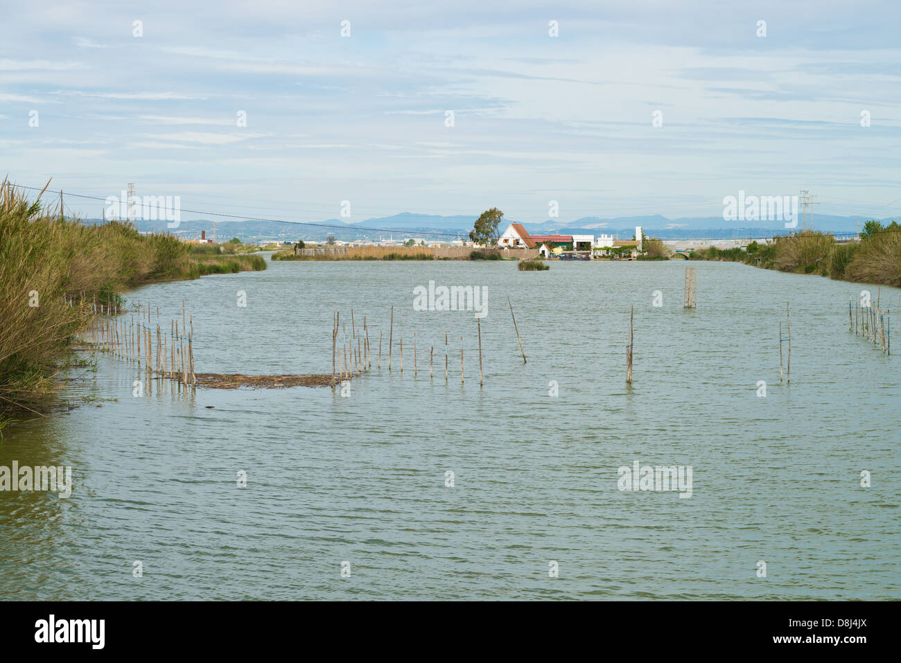 Typical Albufera landscape with the fish rich waters of its lagoon ...