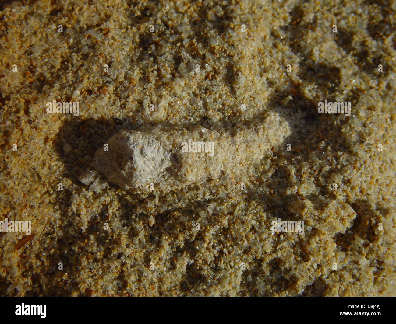 A fossilized root embedded in limestone, discovered on Wanneroo Beach ...