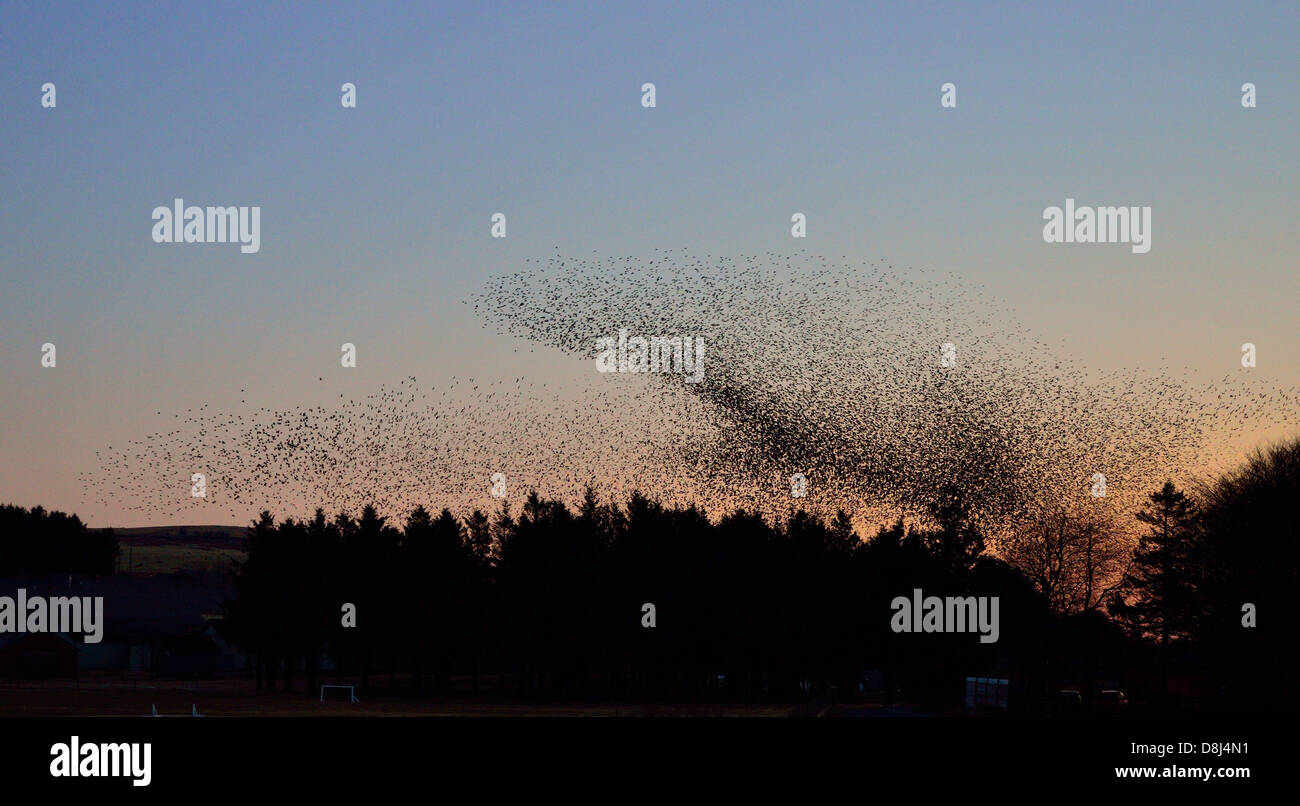 Starlings displaying at Okehampton Camp, Devon Stock Photo - Alamy